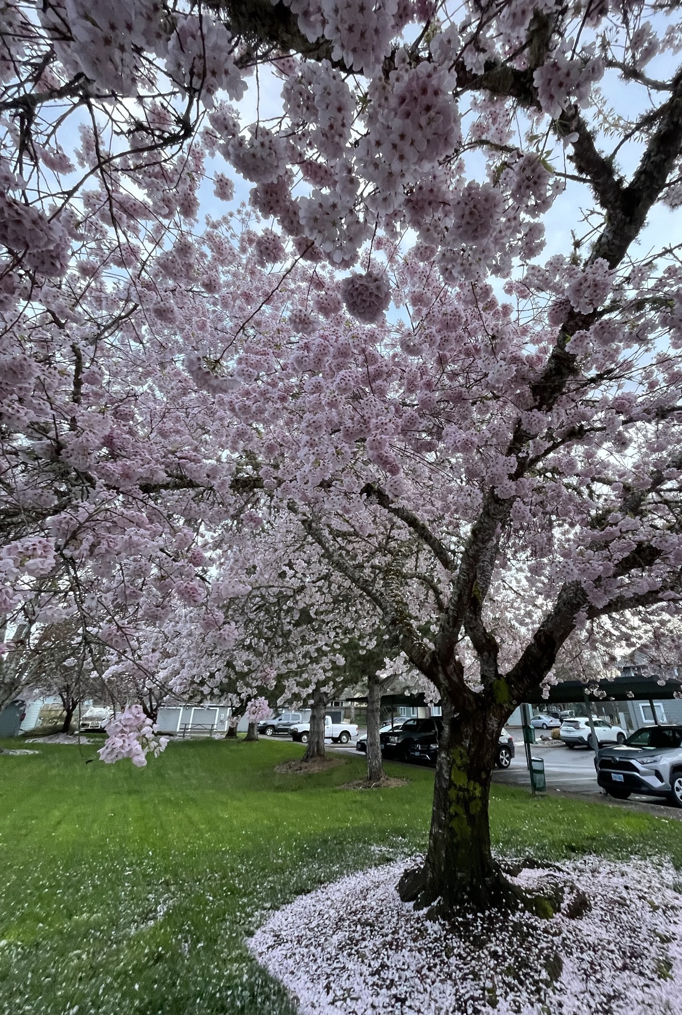 Cherry Tree – Linda Marie Marten